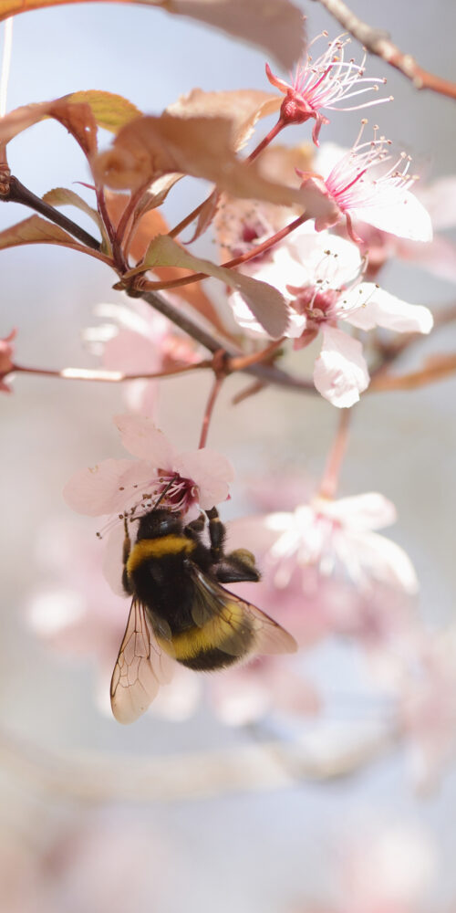 Home - Frontline Resource Institute